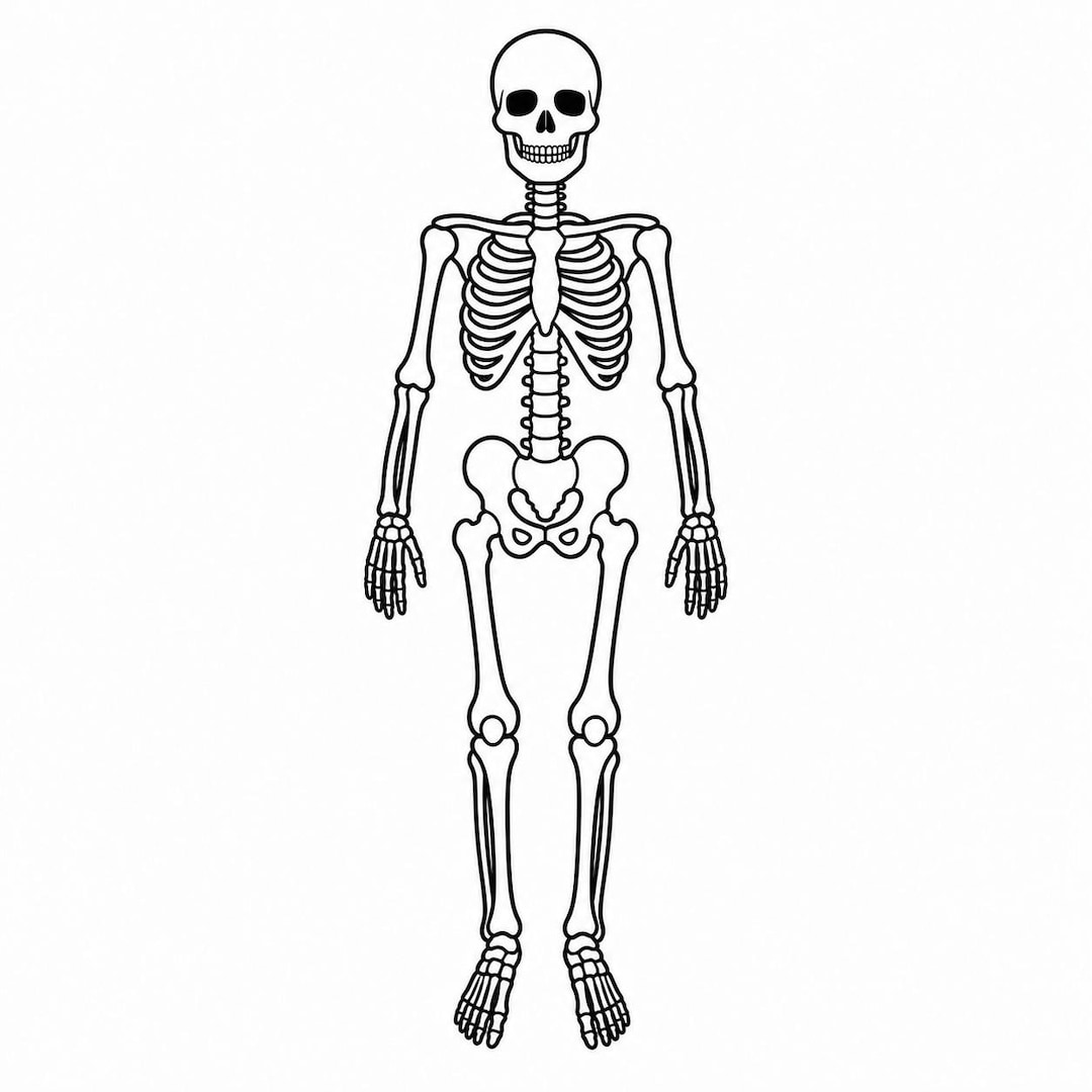 Human Skeleton Full SVG / PNG / JPG Cut File Clipart - Free Commercial ...