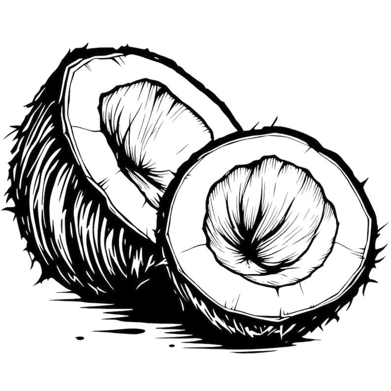 Split Coconut Realistic Art SVG / PNG / JPG Clipart - Free Commercial ...