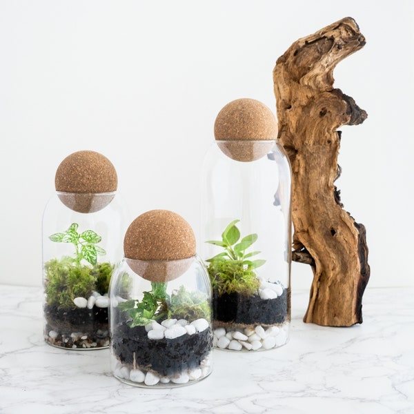 Terrarium Kit - Etsy