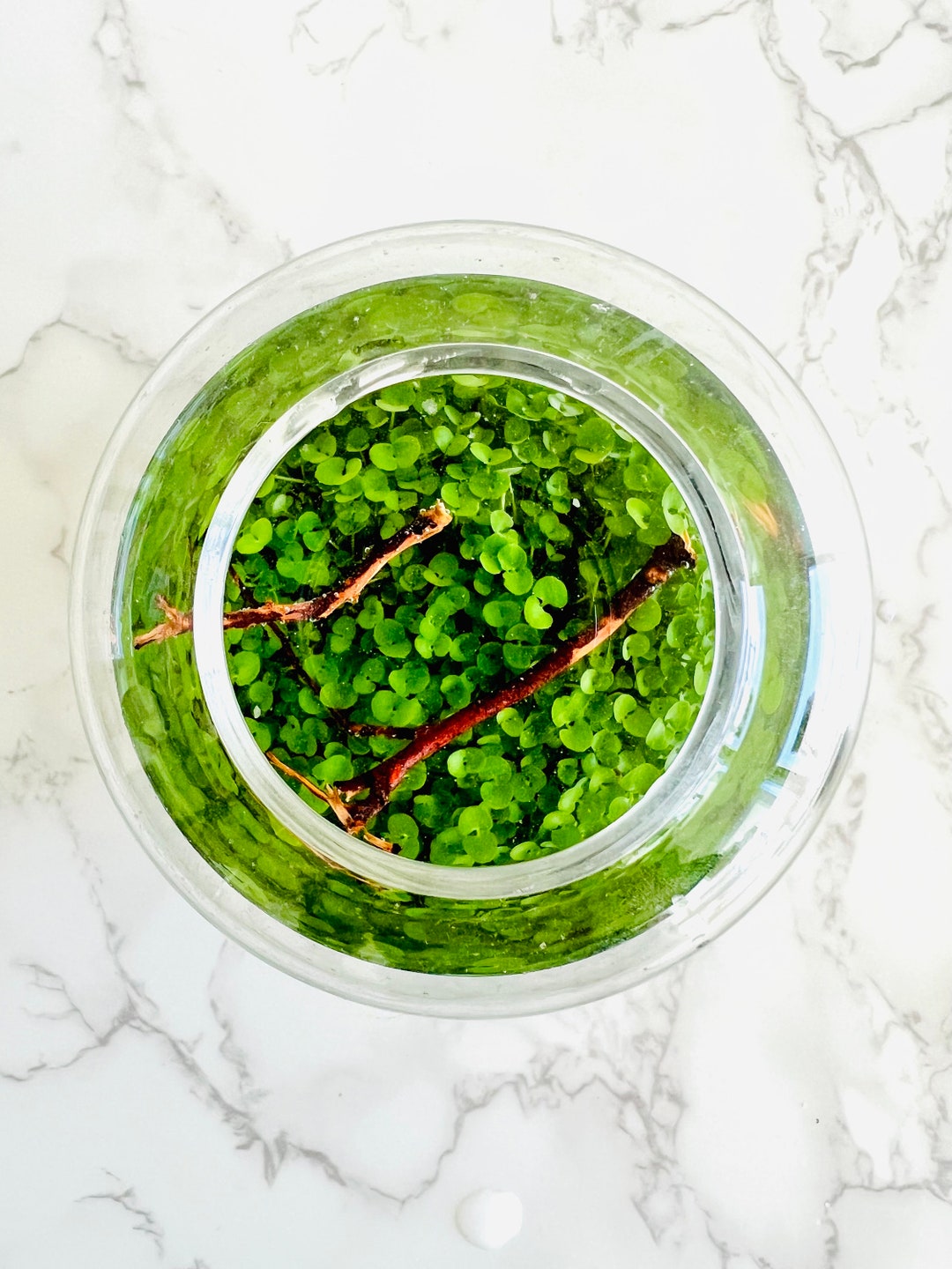 Water Terrarium Kit Water Garden Birthday Gift for Nature - Etsy