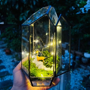 Terrarium Kit - Etsy