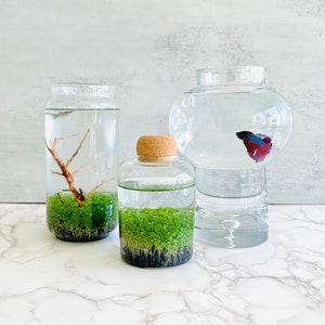 Water Terrarium Kit Water Garden Birthday Gift for Nature - Etsy