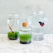 Water Terrarium Kit Water Garden Birthday Gift for Nature - Etsy