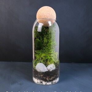 Complete Closed Terrarium Kit With Live Plants and Live Moss, Bioactive ...