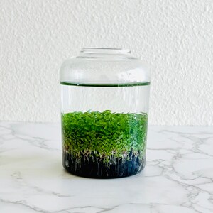 Water Terrarium Kit Water Garden Birthday Gift for Nature - Etsy