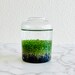 Water Terrarium Kit Water Garden Birthday Gift for Nature - Etsy