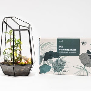 Large Terrarium Kit DIY / Live Moss / Tropical Plant, Bioactive ...
