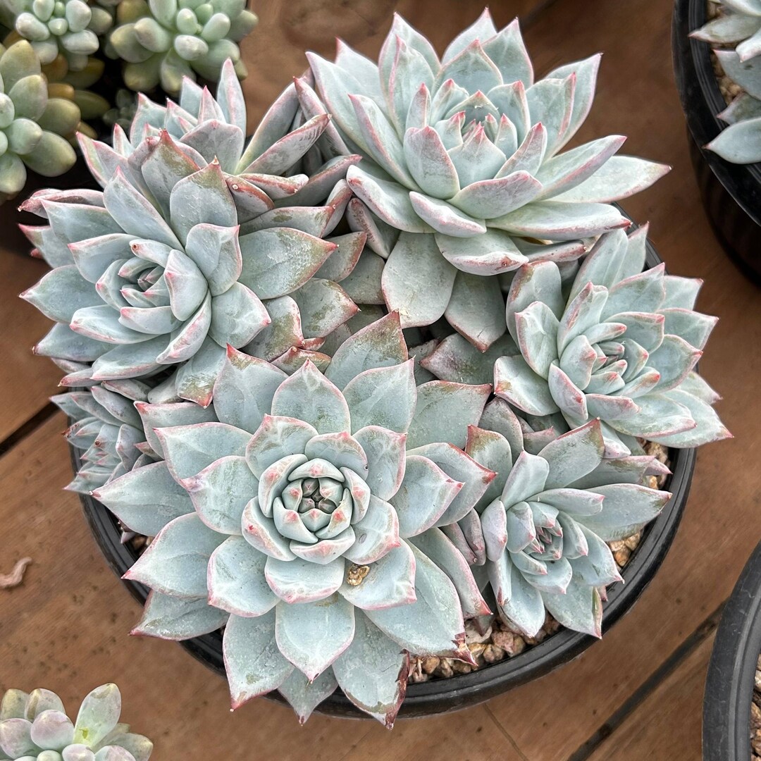 Live Succulents -rare Succulents - Echeveria Blue Bird - Etsy