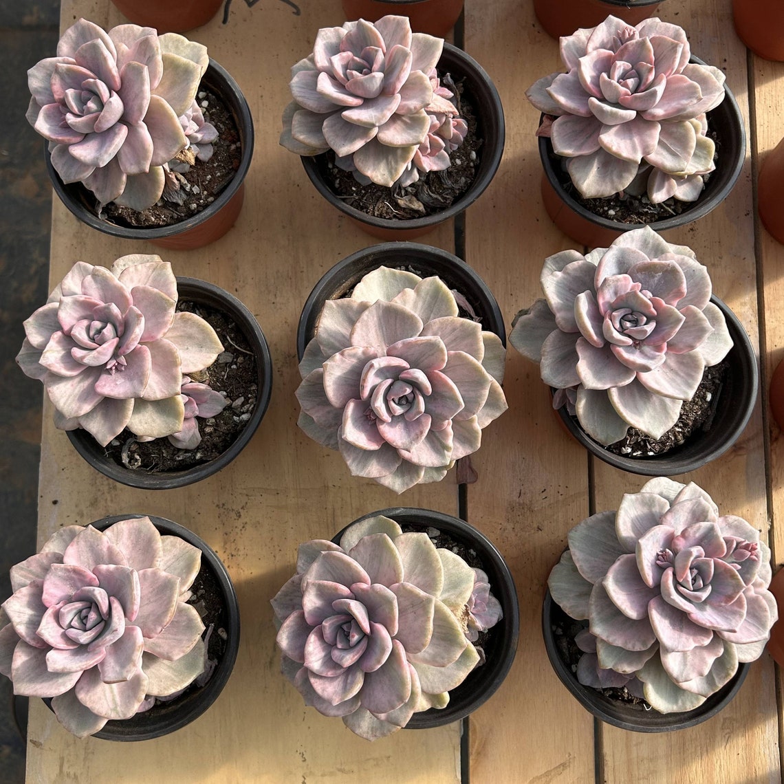 Live Succulents -rare Succulents -graptoveria Mrs Richards Variegata - Etsy