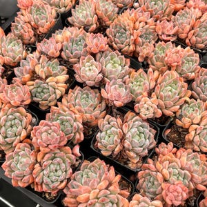 Live Succulents -rare Succulents -echeveria Frosty Bloom - Etsy
