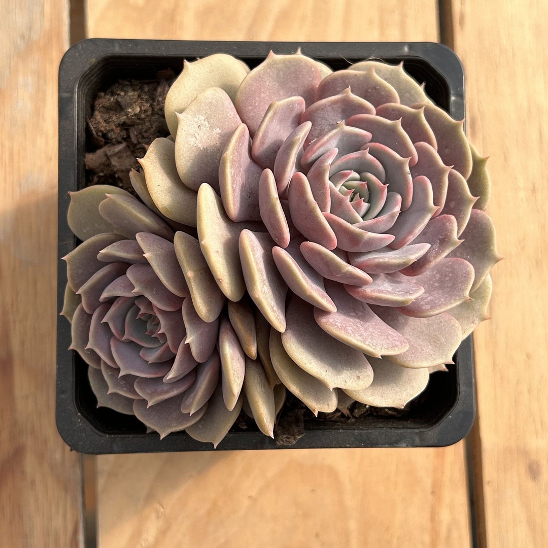Live Succulents -rare Succulents -echeveria 'pink Butterfly' - Etsy