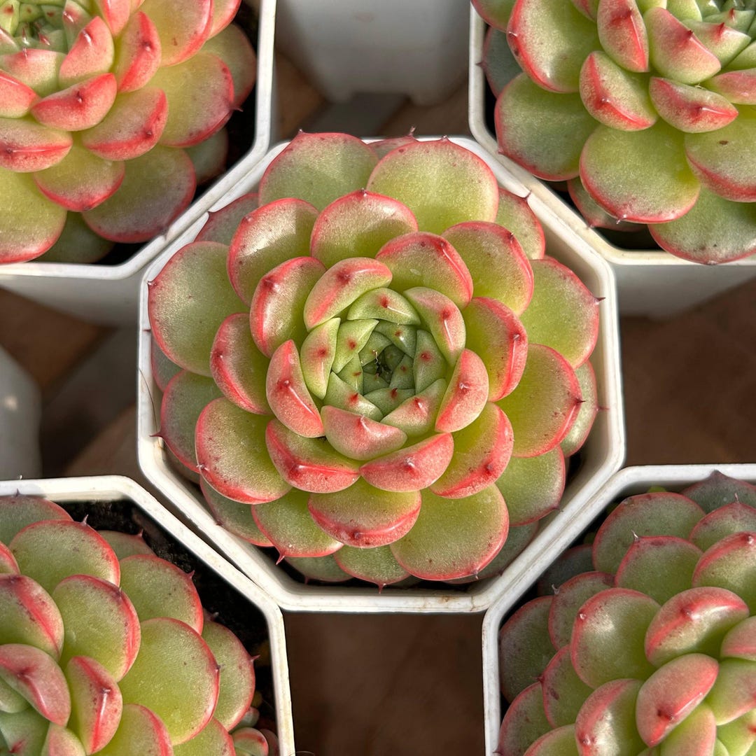 Live Succulents -rare Succulents -multihead Succulents - Echeveria ...