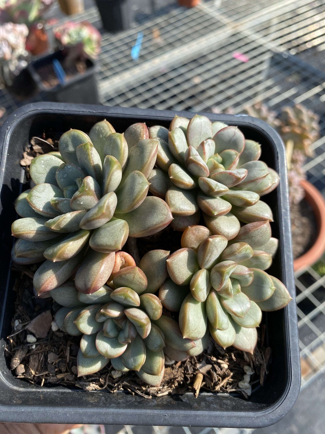 Live Succulents -rare Succulents -graptoveria Amethorum - Etsy