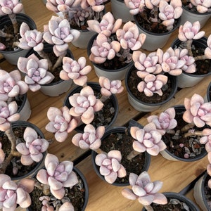Live Succulents -rare Succulents -pachyphytum 'frost' - Etsy