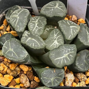 Live Succulents -rare Succulents - Haworthia Maughanii Fuji - Etsy