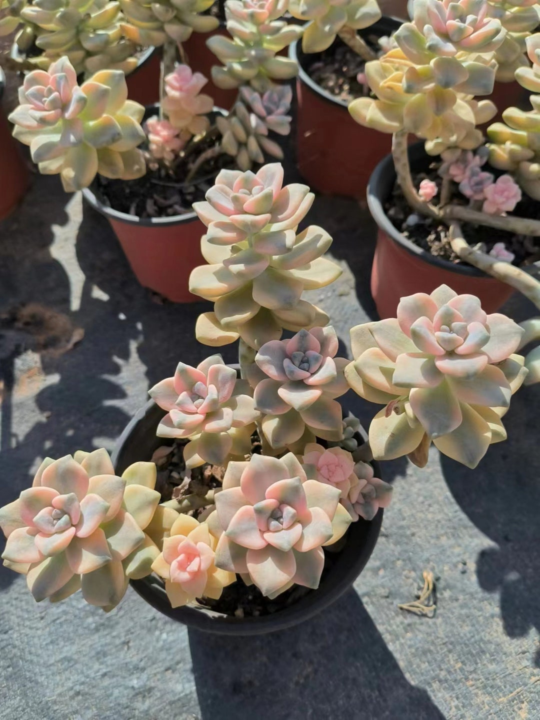 Live Succulents -rare Succulents -graptoveria Paraguayense Bernalense ...