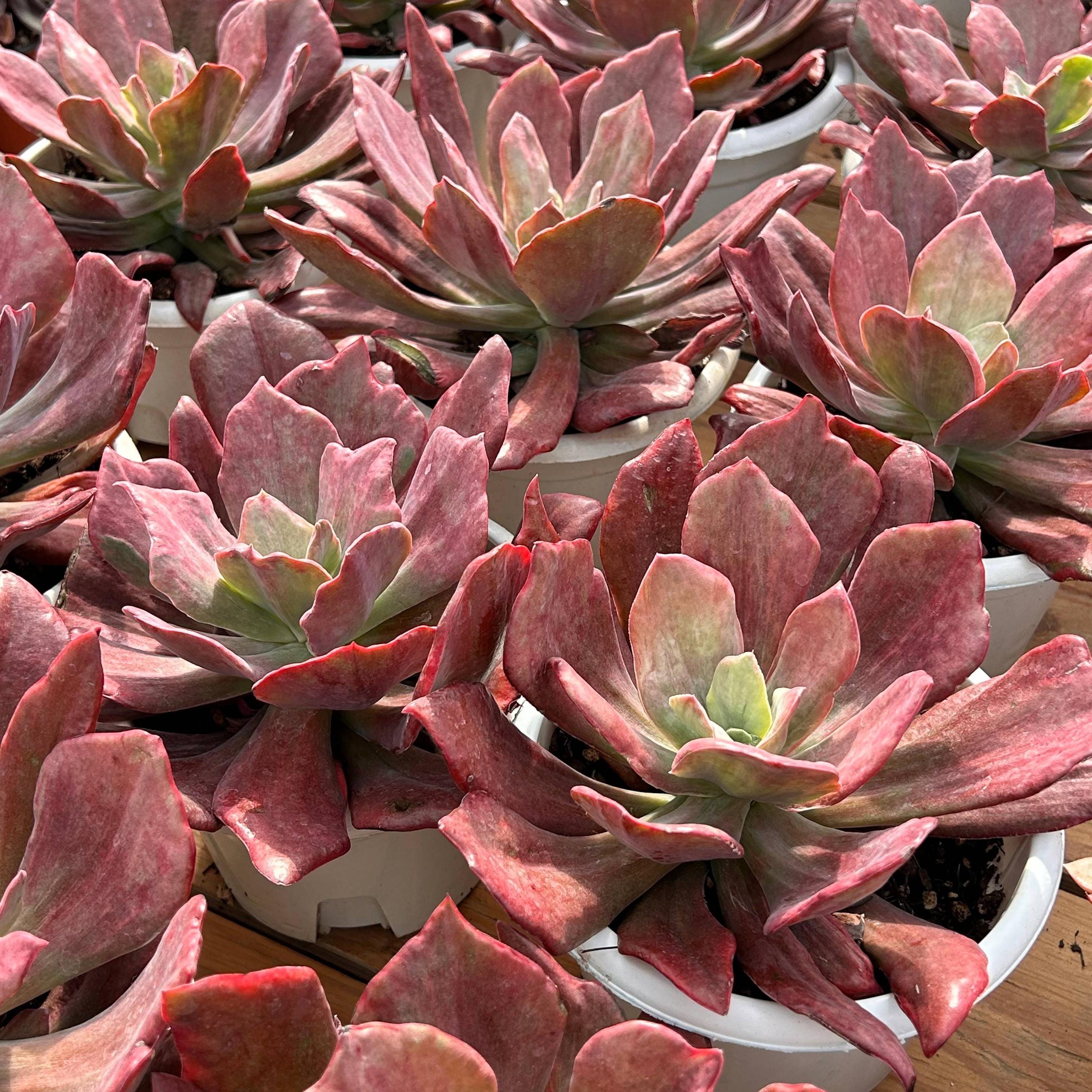 Live Succulents -rare Succulents -multihead Succulents - Echeveria ...