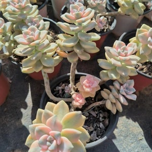 Live Succulents -rare Succulents -graptoveria Paraguayense Bernalense ...