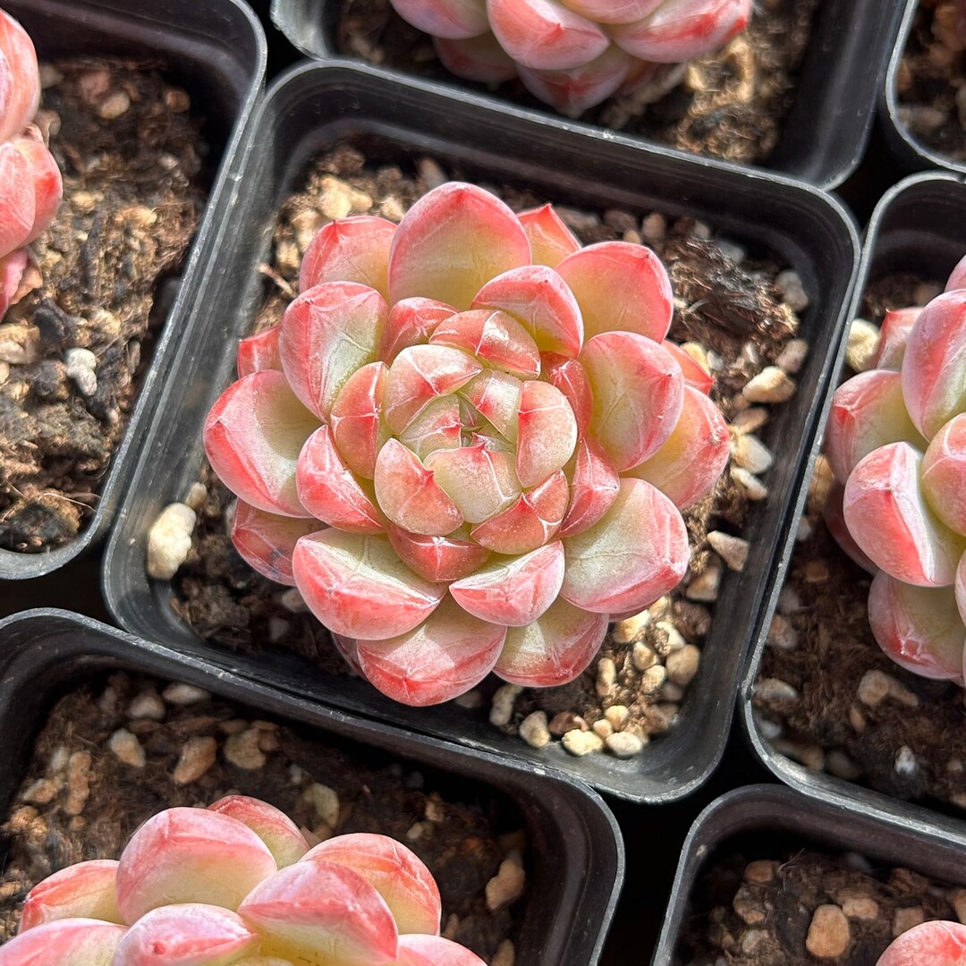 Live Succulents -rare Succulents - Echeveria Diamond Jenny - Etsy