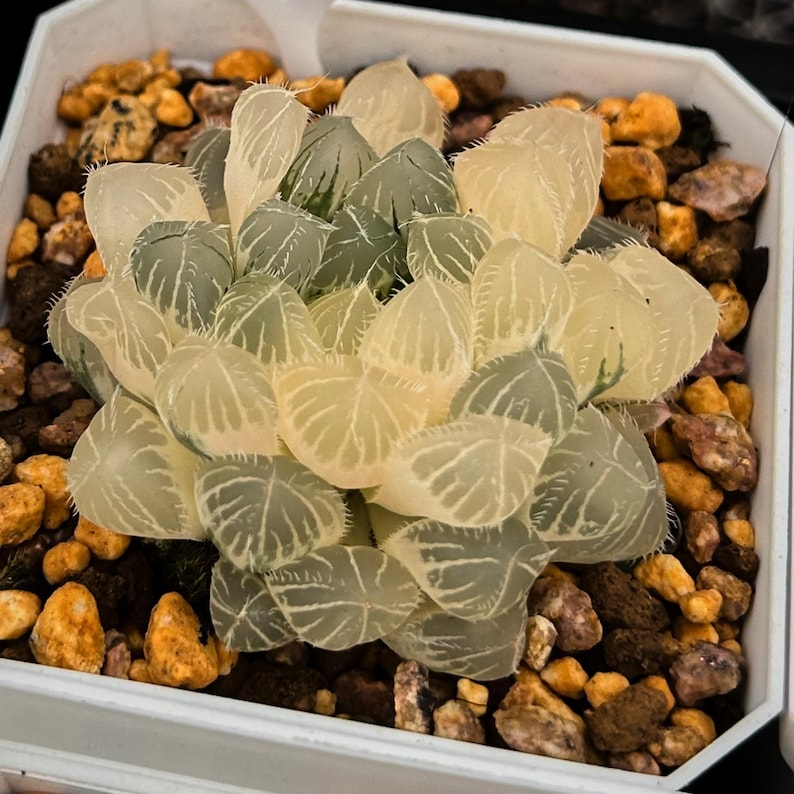 Live Succulents -rare Succulents - Haworthia Cooperi Songlan Variegated ...