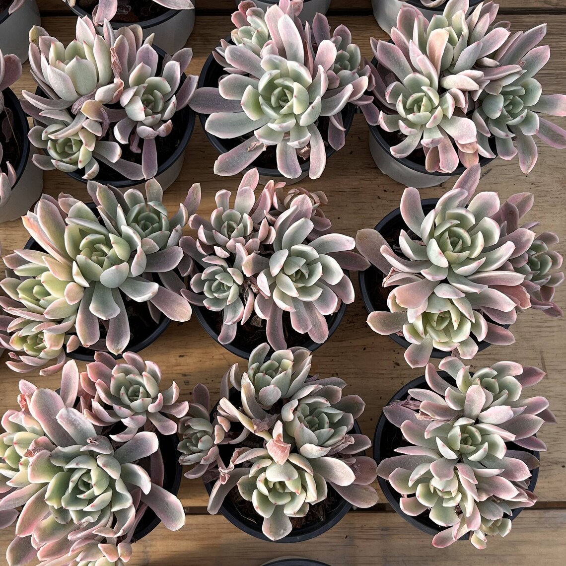 Live Succulents -rare Succulents -echeveria Hoveyi Variegated - Etsy UK