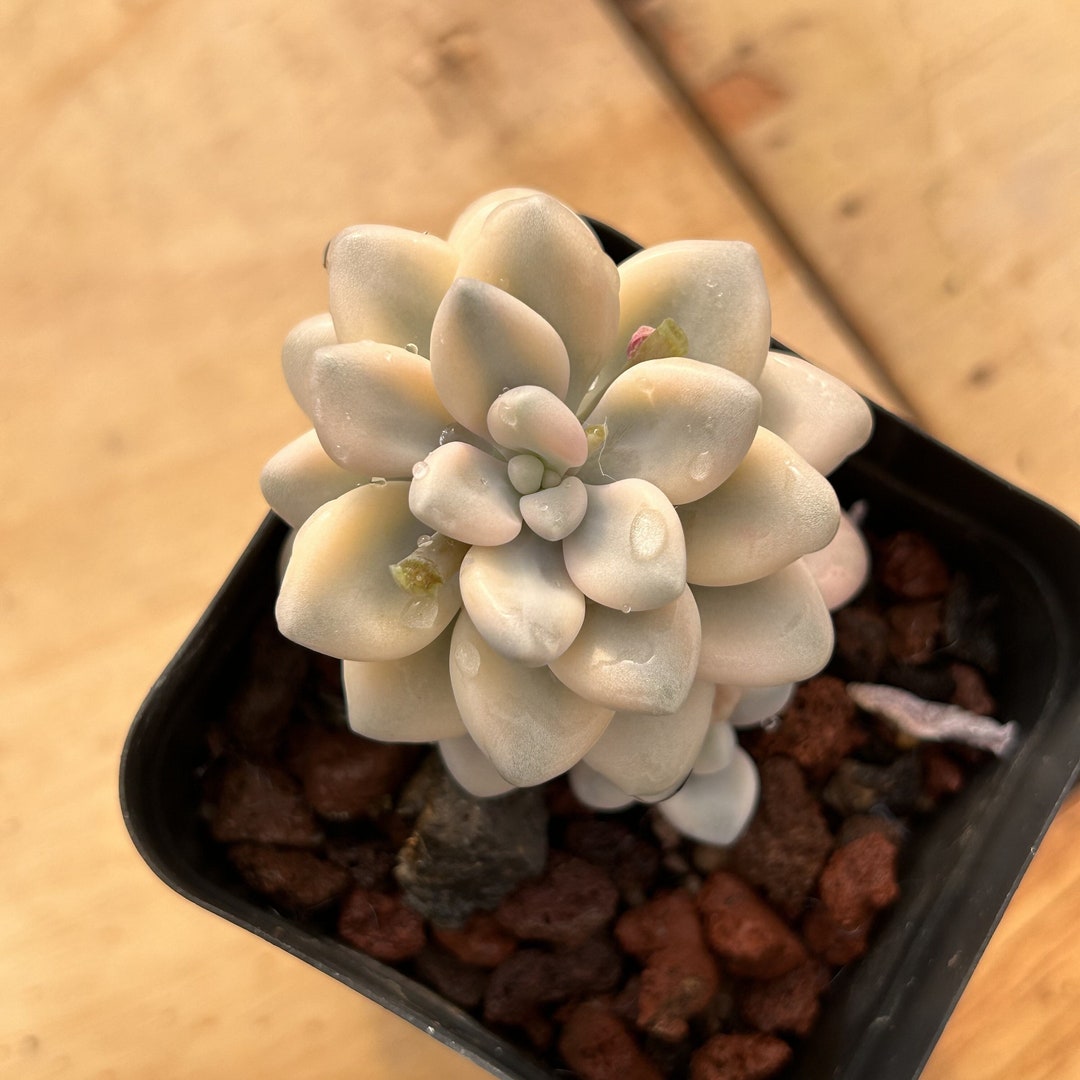 Live Succulents -rare Succulents - Graptopetalum SP Ellen Variegated - Etsy