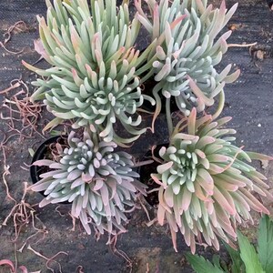 Live Succulents rare Succulents multihead Succulents dudleya Edulis - Etsy