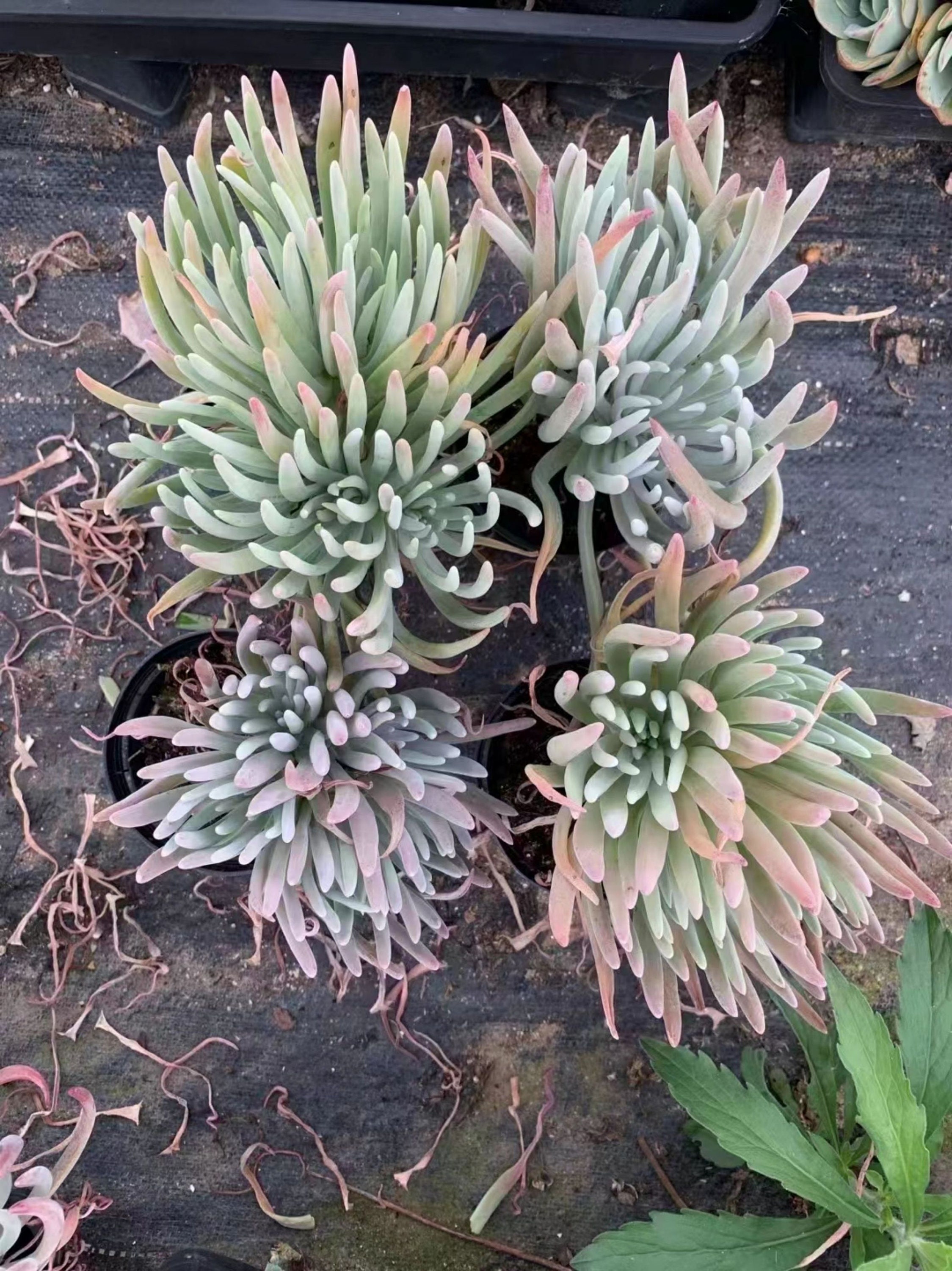 Live Succulents rare Succulents multihead Succulents - Etsy