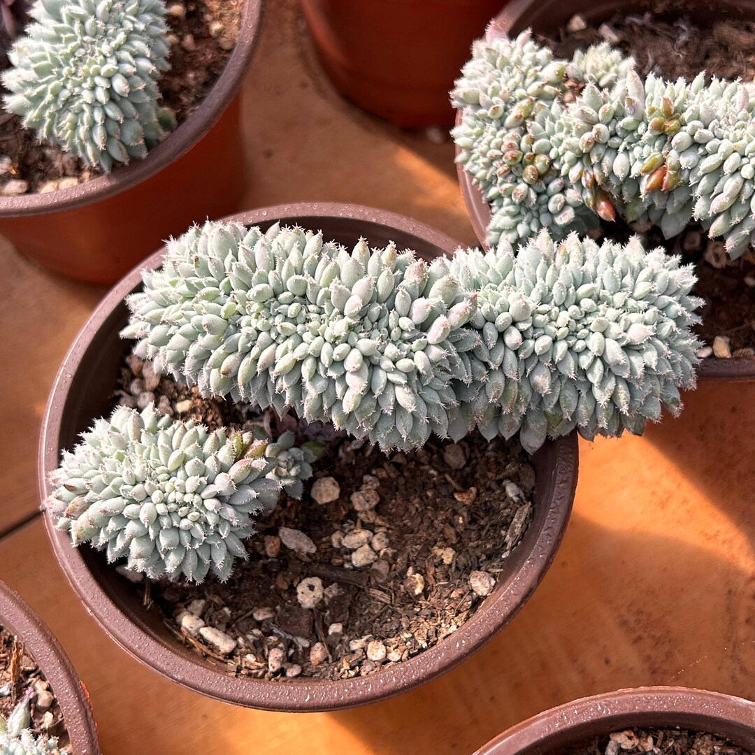 Live Succulents -rare Succulents -multihead Succulents -echeveria ...