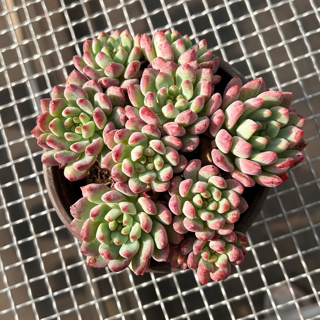 Live Succulents -rare Succulents -multihead Succulents - Echeveria Blue ...