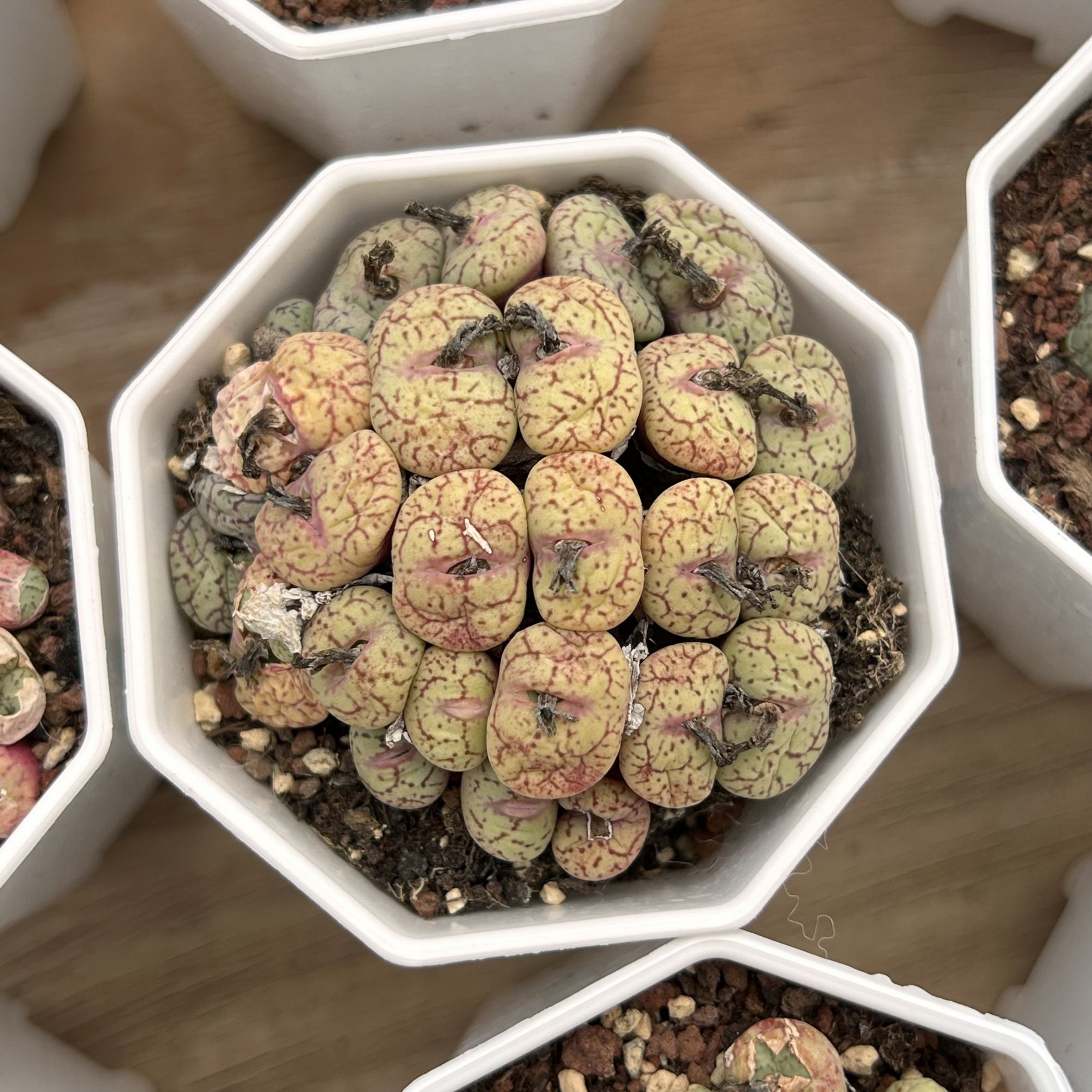 Live Succulents -rare Succulents -conophytum Minimum Wittebergense - Etsy