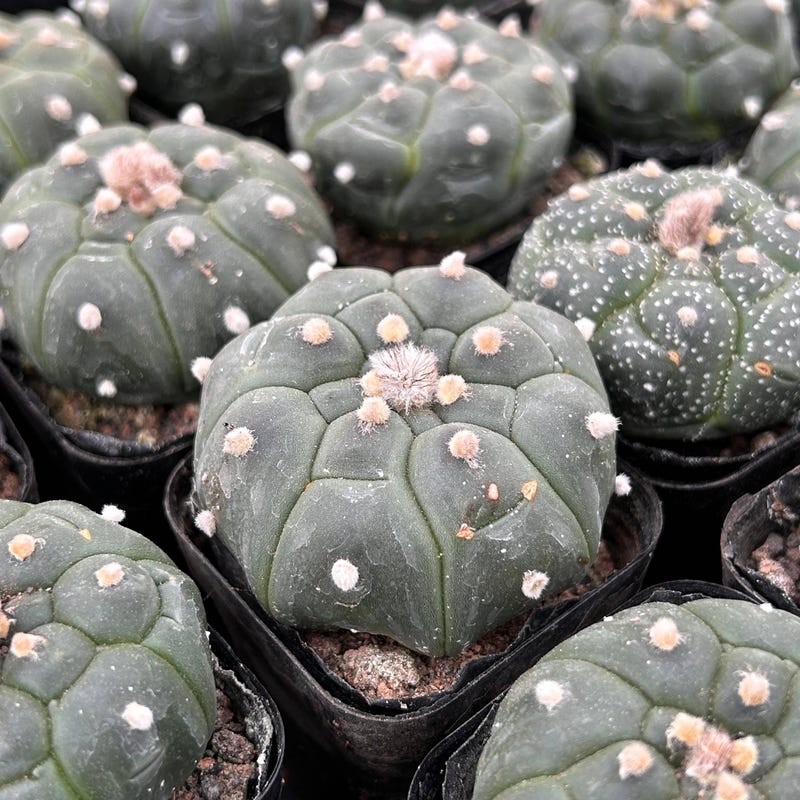 Studio Cactus Projetos De Arquitetura - Etsy New Zealand