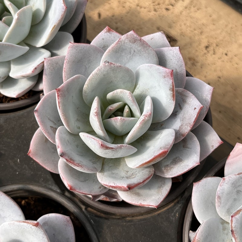 Echeveria Prolifica - Etsy