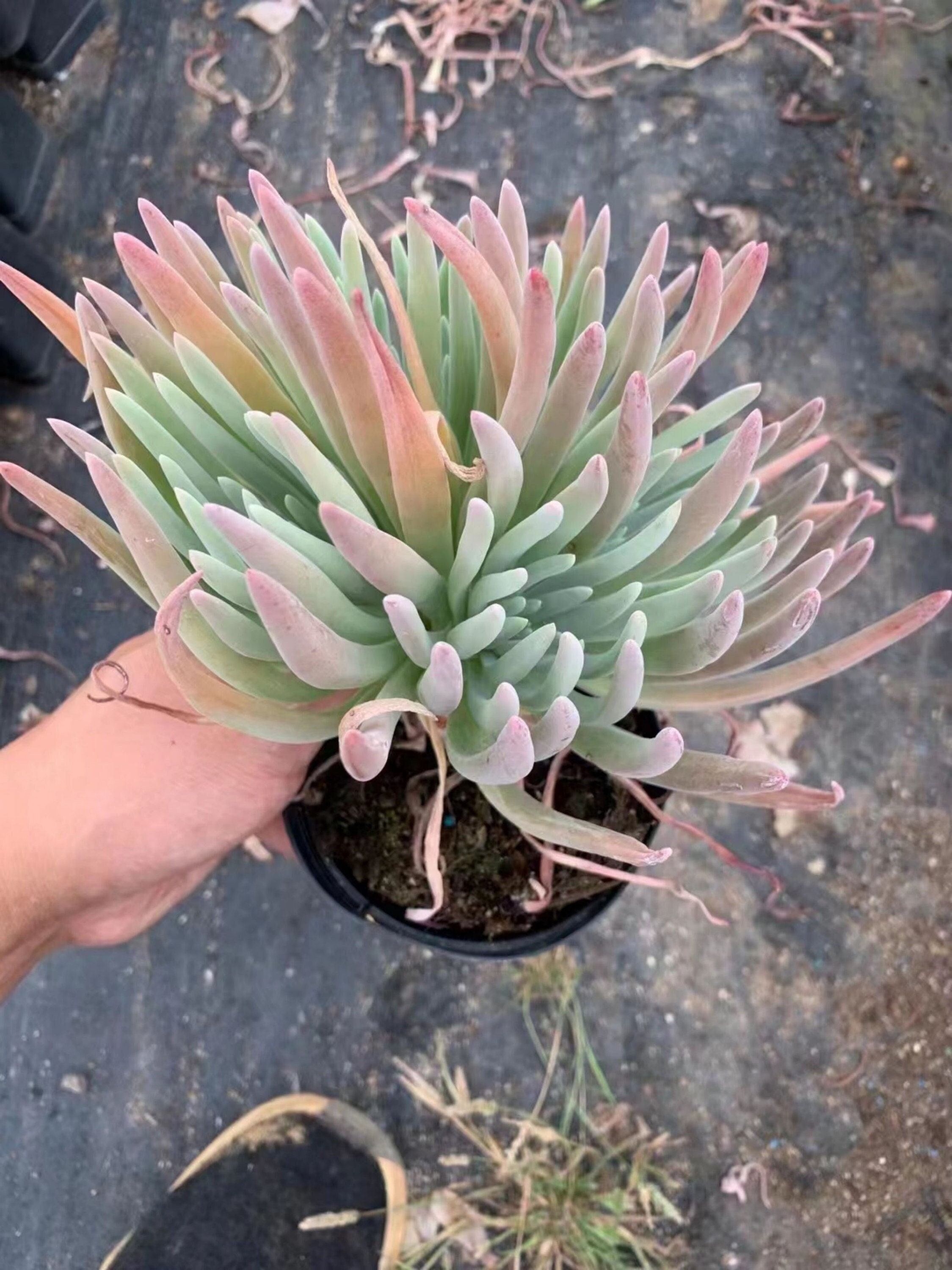 Live Succulents rare Succulents multihead Succulents - Etsy