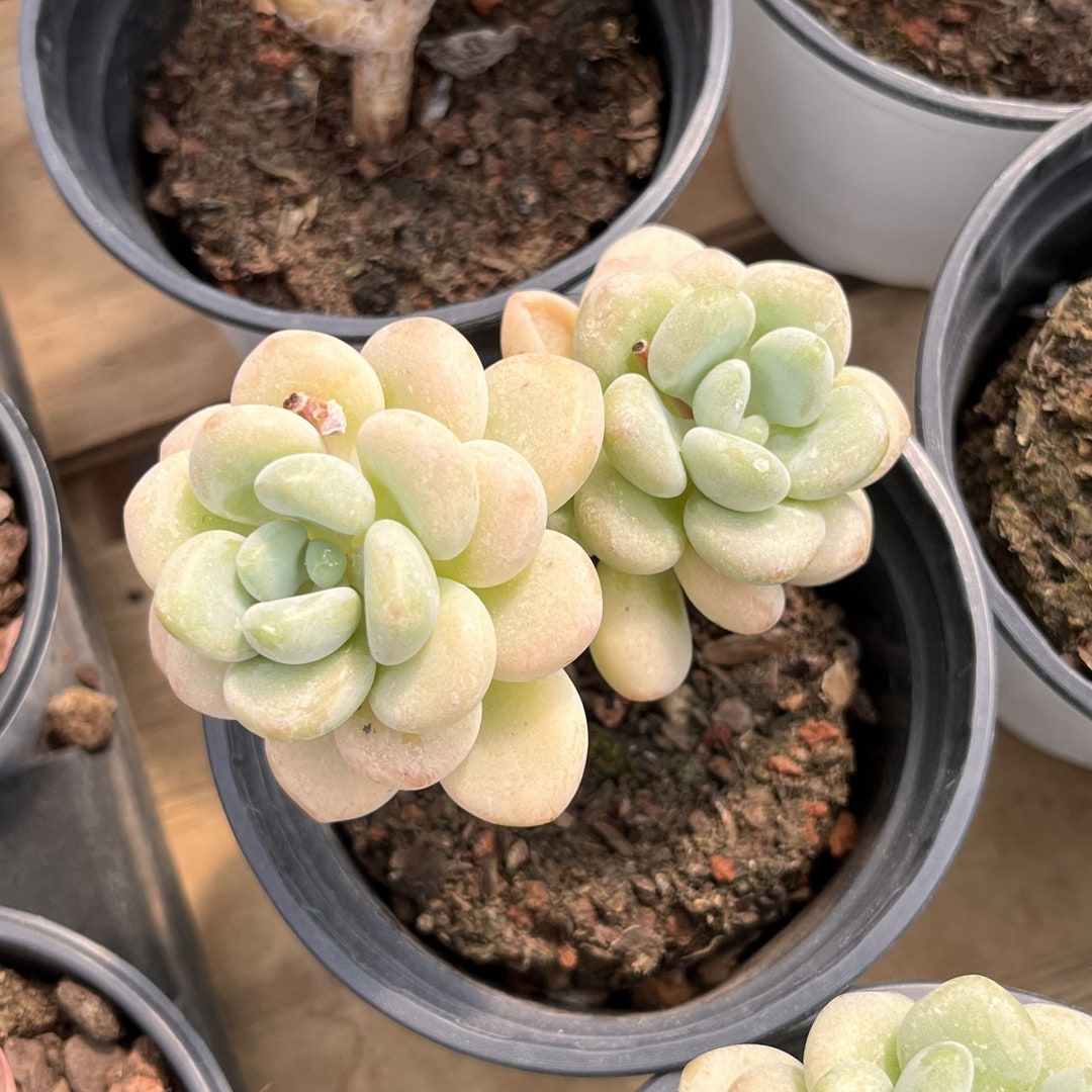 Live Succulents -rare Succulents - Echeveria White Rabbit Creamy Candy - Etsy
