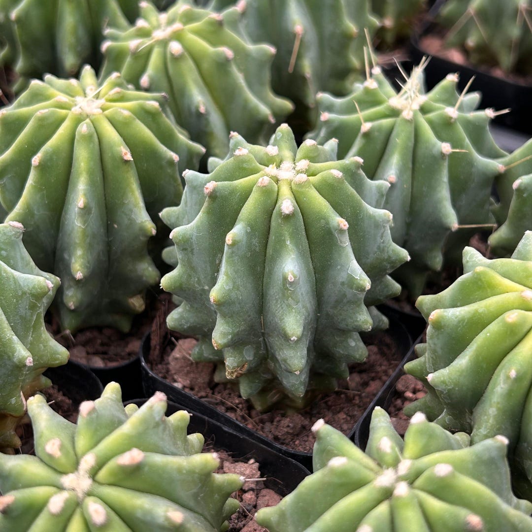 Live Cactus-rare Cactus-ferocactus Glaucescens - Etsy