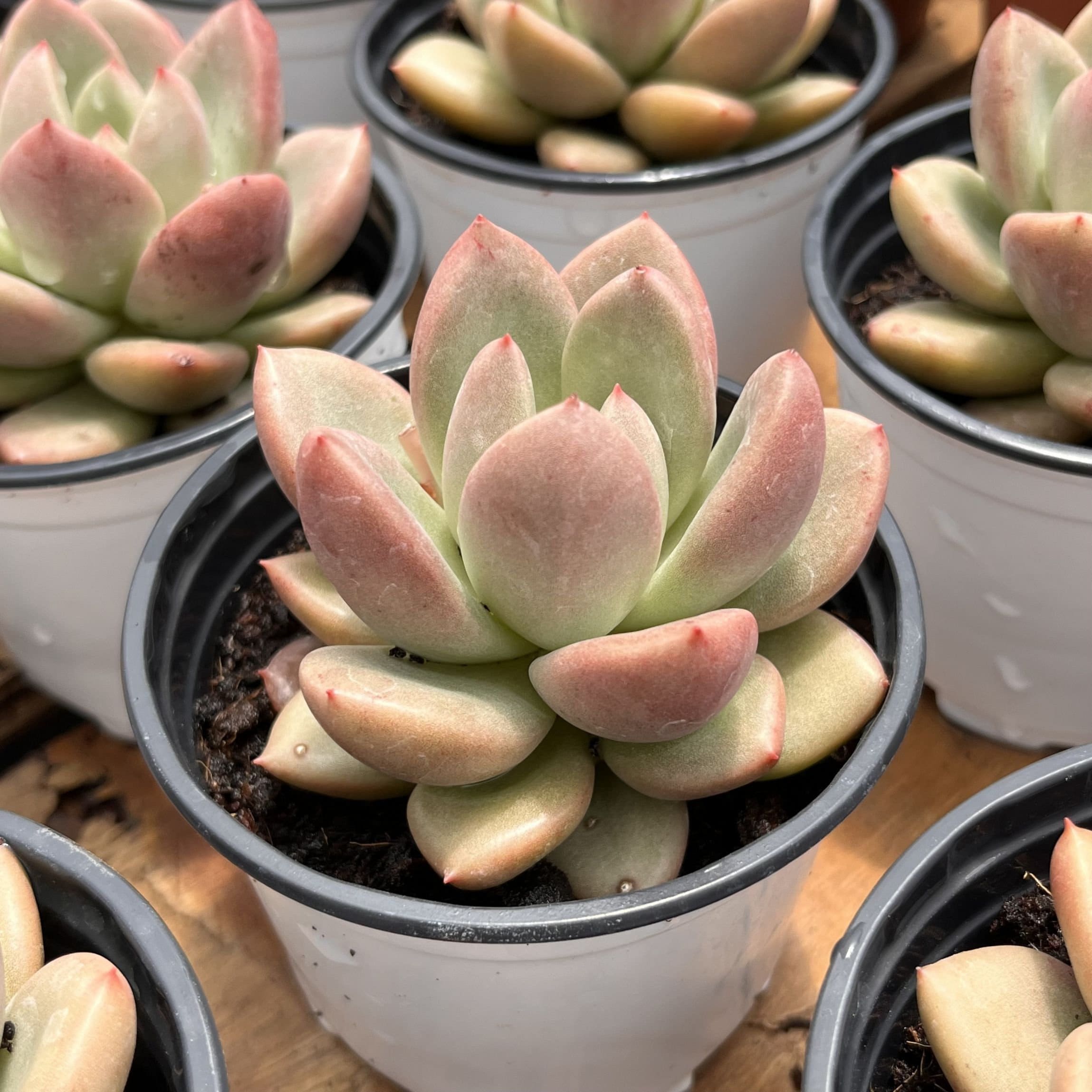 Live Succulents -rare Succulents - Echeveria Avocado Cream - Etsy