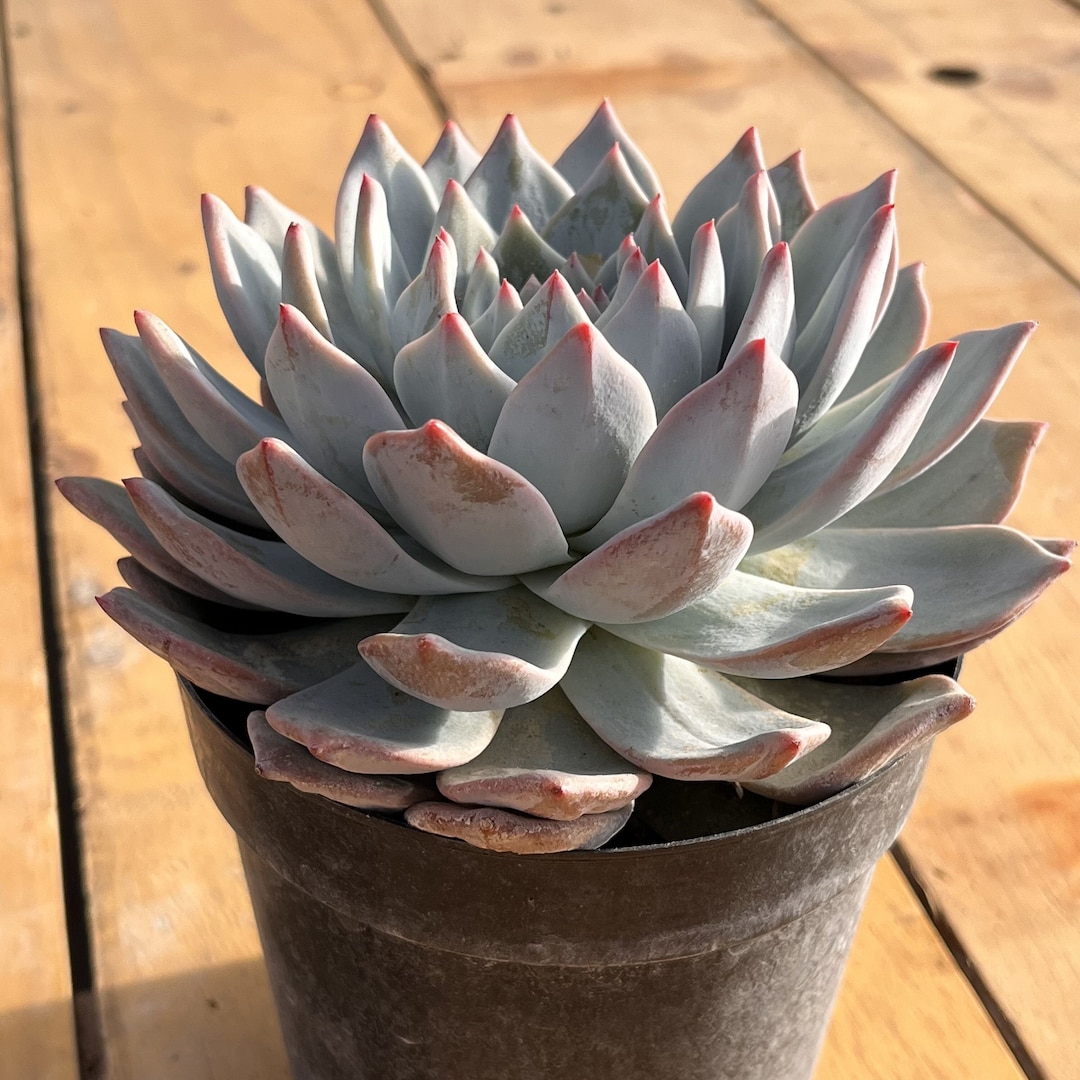 Live Succulents -rare Succulents -echeveria Blue Bird - Etsy