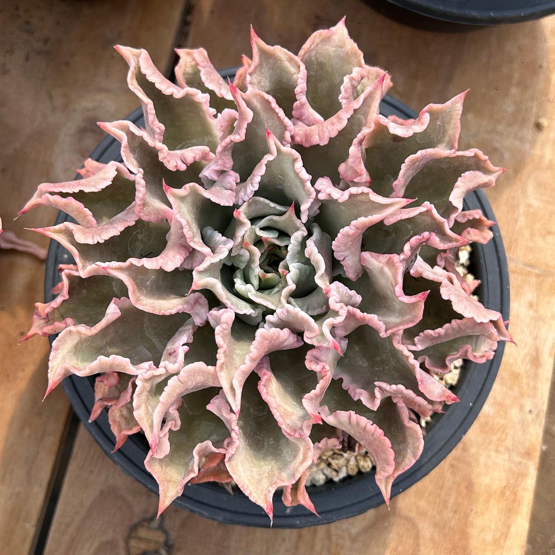 Live Succulents -rare Succulents - Echeveria Pink Lips - Etsy