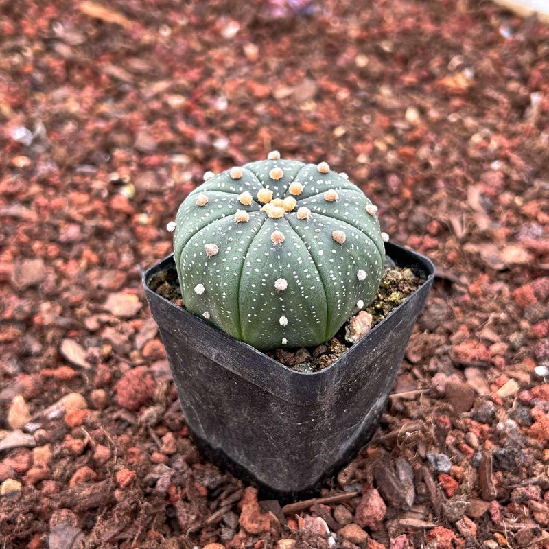 Astrophytum Seeds - Etsy