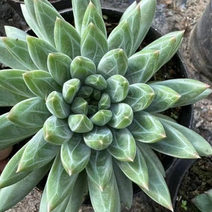 Live Succulents -rare Succulents -multihead Succulents -echeveria ...