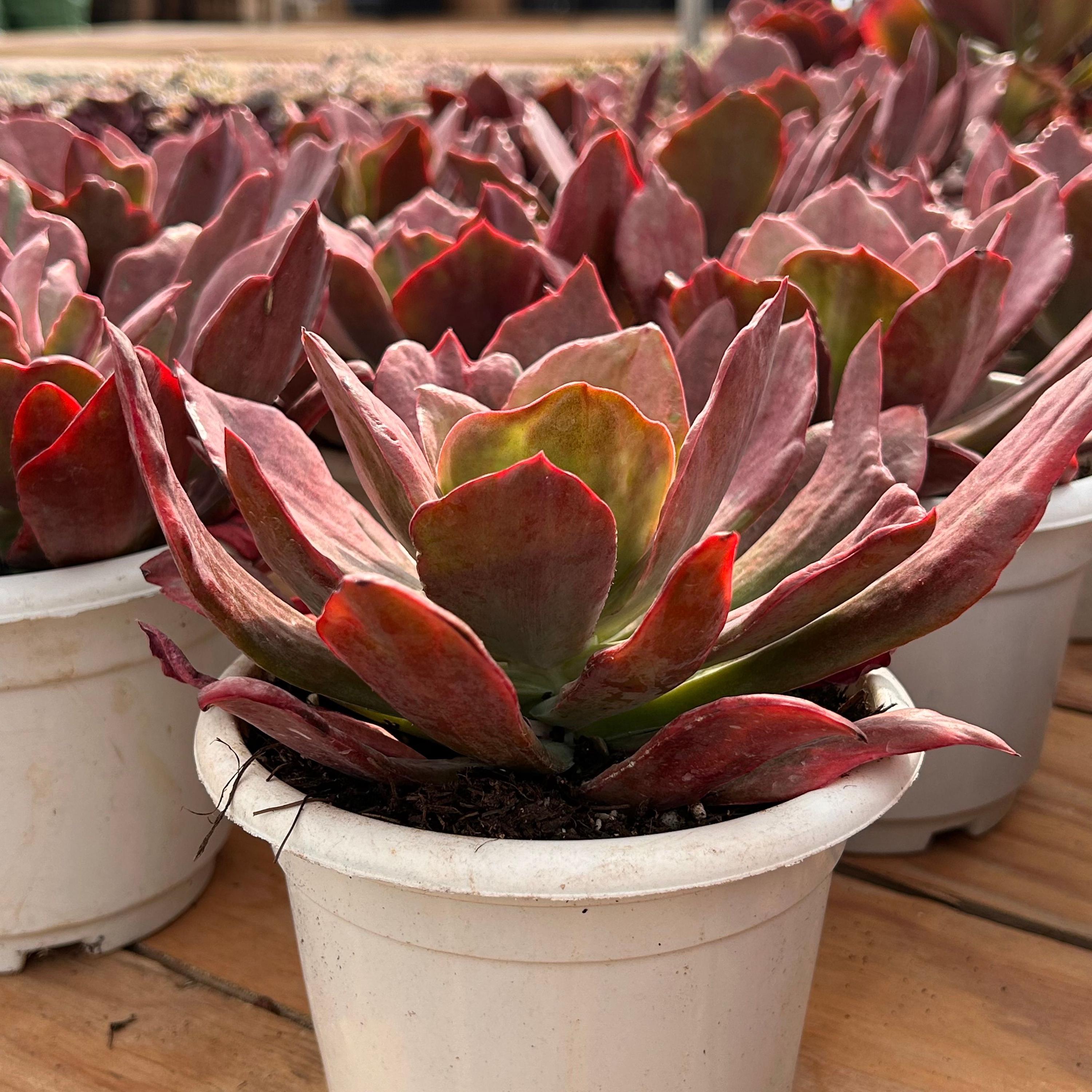 Live Succulents -rare Succulents -multihead Succulents - Echeveria ...