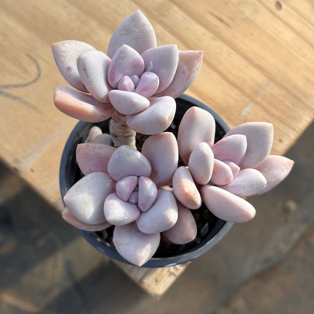 Live Succulents -rare Succulents -pachyphytum 'frost' - Etsy