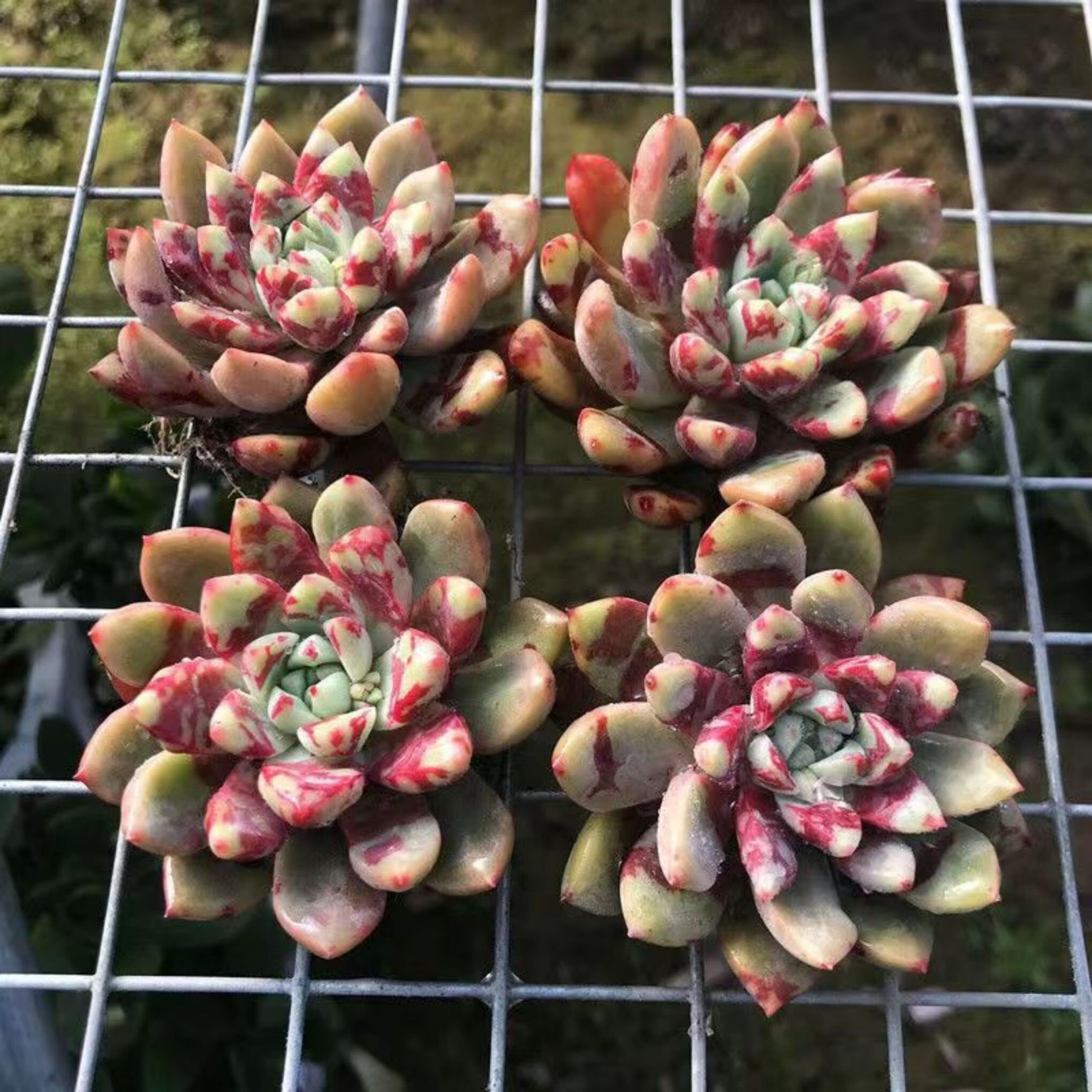 Live Succulents rare Succulents multihead Succulents - Etsy