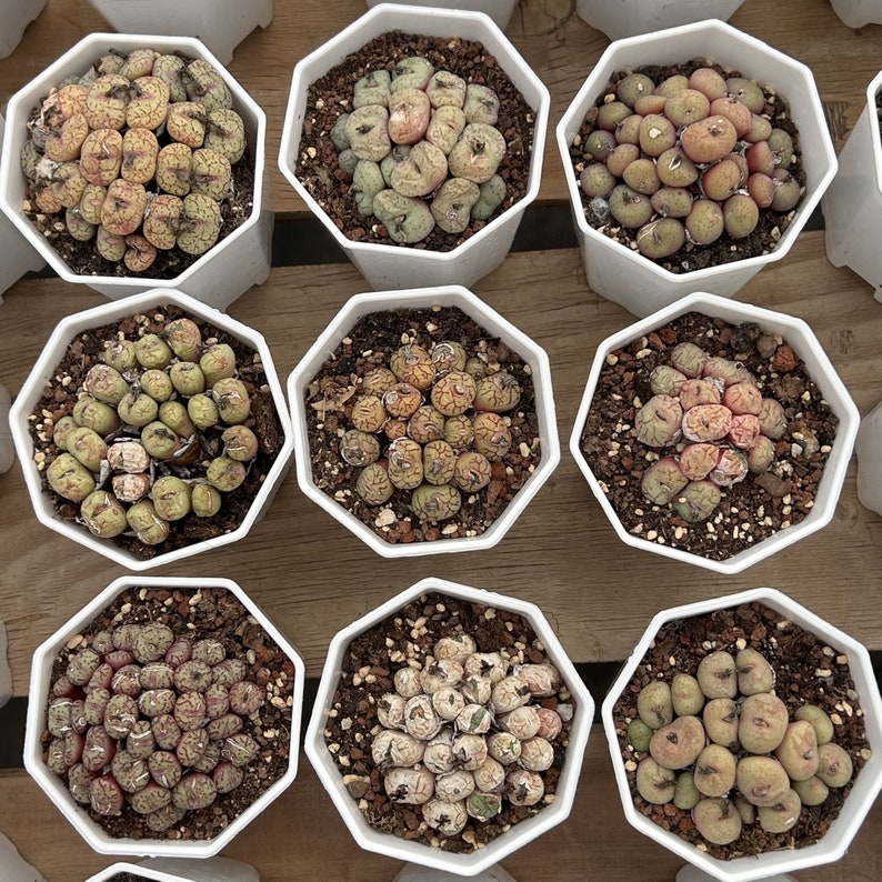 Live Succulents -rare Succulents -conophytum Minimum Wittebergense - Etsy