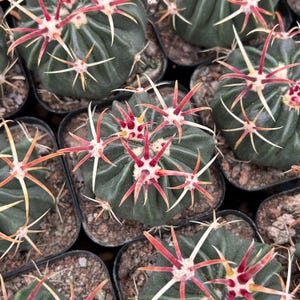 Live Cactus-rare Cactus-ferocactus Latispinus - Etsy