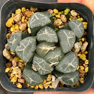 Live Succulents -rare Succulents - Haworthia Maughanii Fuji - Etsy