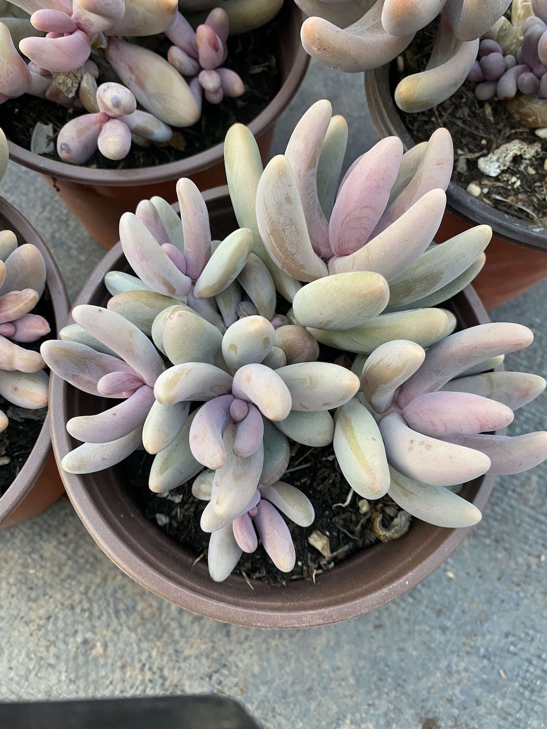Live Succulents -rare Succulents - Pachysedum 'red Angel's Finger' - Etsy