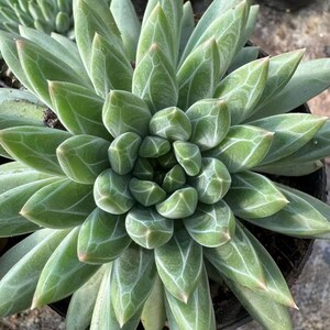 Live Succulents -rare Succulents -multihead Succulents -echeveria ...