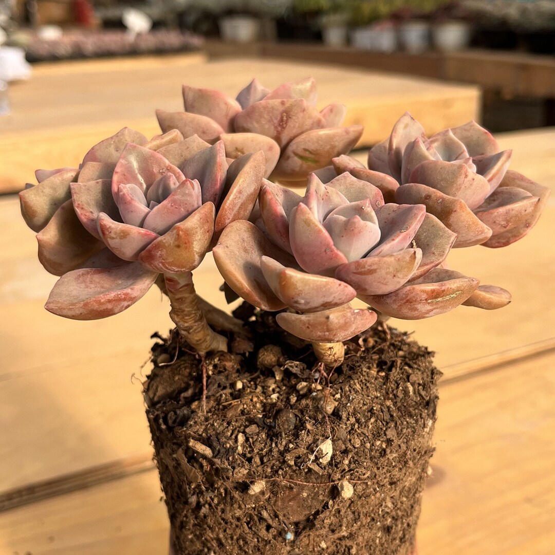 Live Succulents -rare Succulents -graptoveria 'mrs Richards' - Etsy